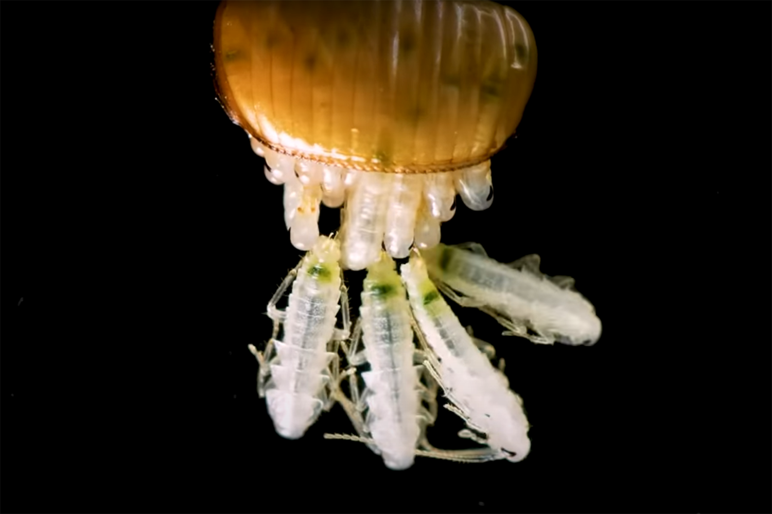 The Life Cycle Of Common Household Pests. How To Interrupt It