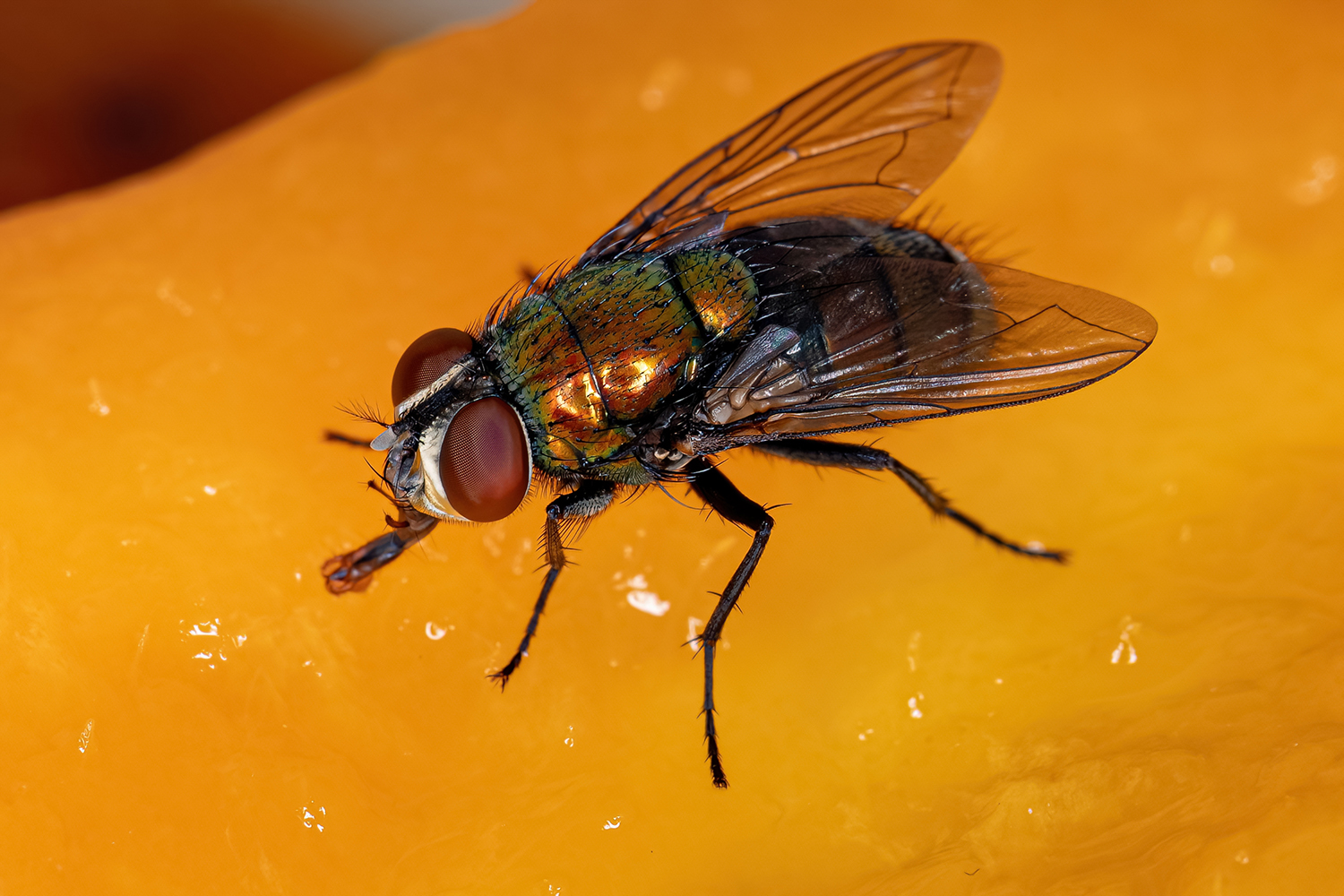 The Behavioral Patterns Of Common Household Pests