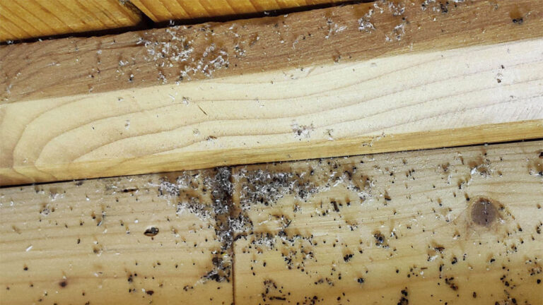 IDENTIFYING PEST DROPPINGS: WHAT THEY LOOK LIKE AND WHAT THEY MEAN - WaspWise