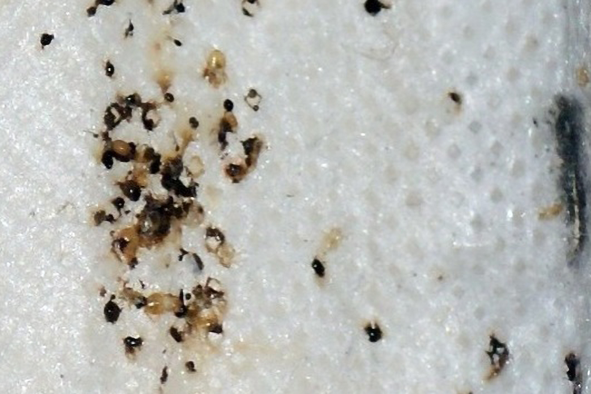 IDENTIFYING PEST DROPPINGS: WHAT THEY LOOK LIKE AND WHAT THEY MEAN - WaspWise