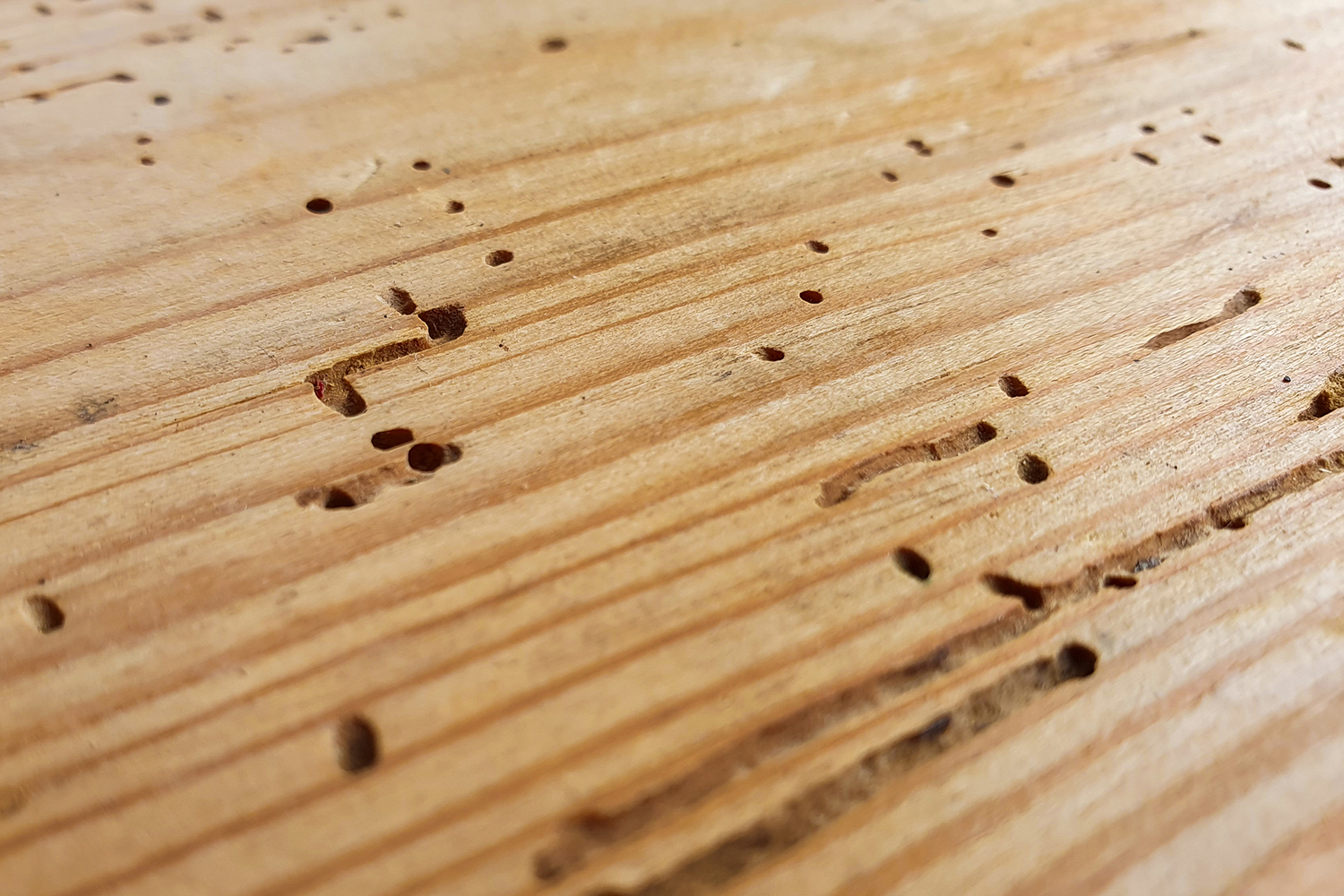 The Behavioral Patterns Of Common Household Pests