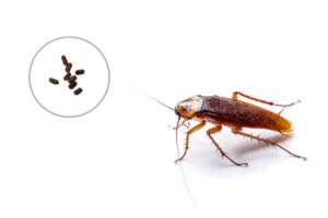 IDENTIFYING PEST DROPPINGS: WHAT THEY LOOK LIKE AND WHAT THEY MEAN ...