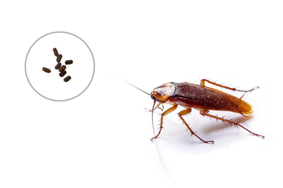 IDENTIFYING PEST DROPPINGS: WHAT THEY LOOK LIKE AND WHAT THEY MEAN - WaspWise