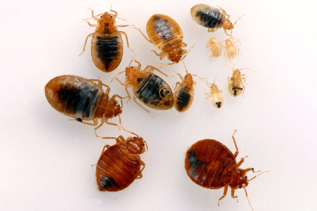 The Life Cycle Of Common Household Pests. How To Interrupt It
