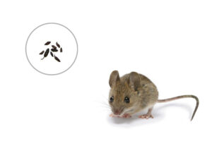 IDENTIFYING PEST DROPPINGS: WHAT THEY LOOK LIKE AND WHAT THEY MEAN ...