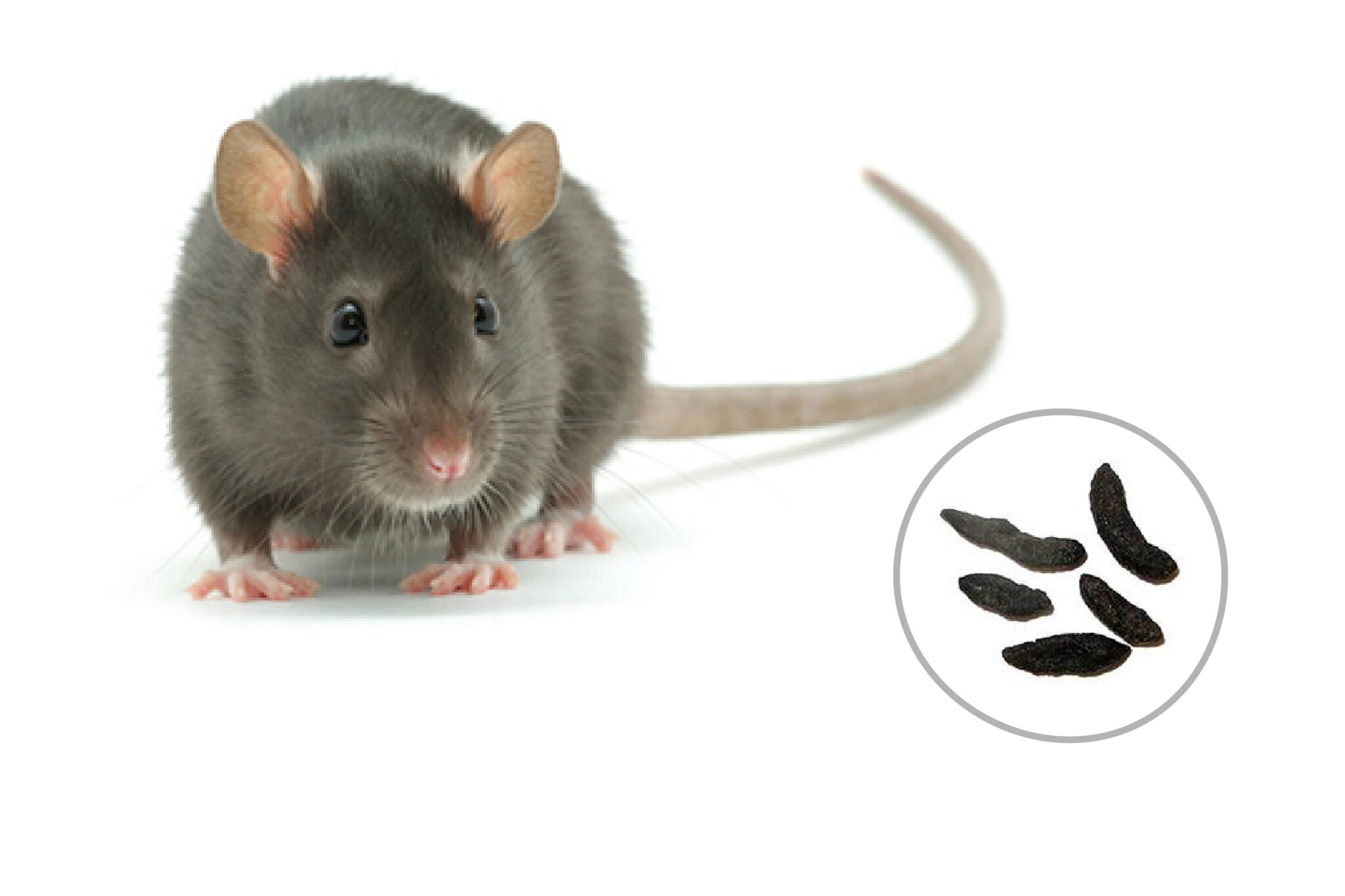 IDENTIFYING PEST DROPPINGS: WHAT THEY LOOK LIKE AND WHAT THEY MEAN ...