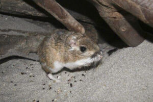 IDENTIFYING PEST DROPPINGS: WHAT THEY LOOK LIKE AND WHAT THEY MEAN ...