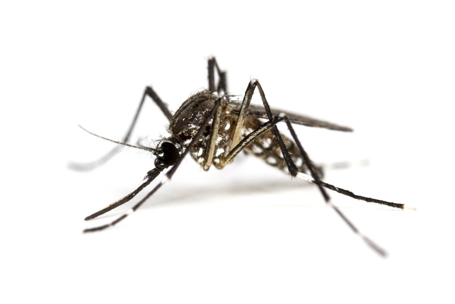 What Are The Best Essential Oils For Pest Control?