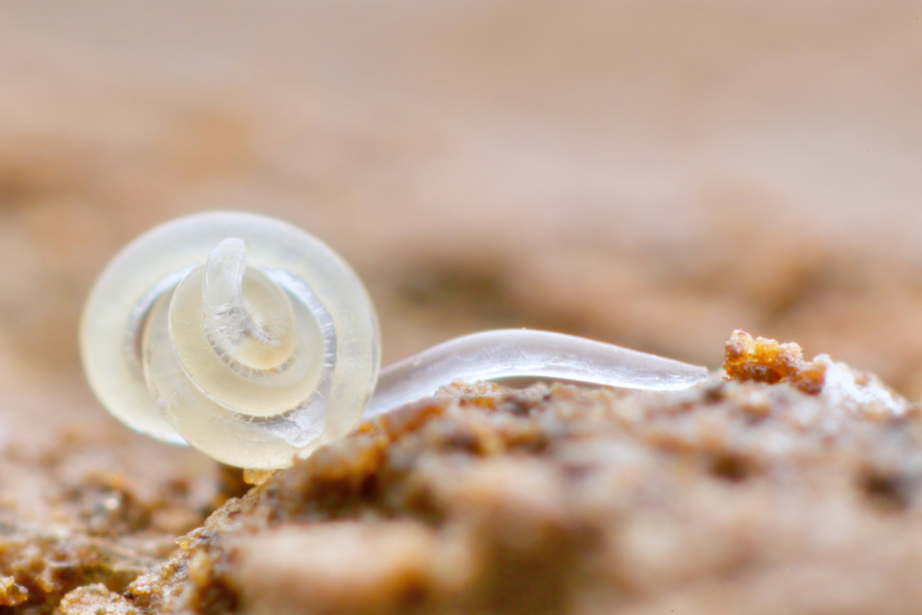 TOP 7 NATURAL PEST CONTROL PRODUCTS FOR YOUR HOME AND GARDEN - WaspWise