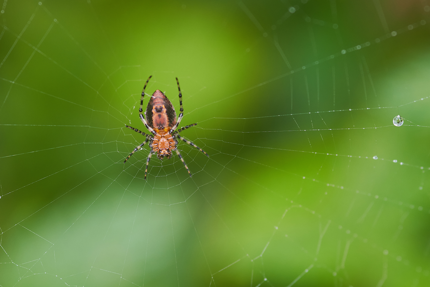 The Behavioral Patterns Of Common Household Pests