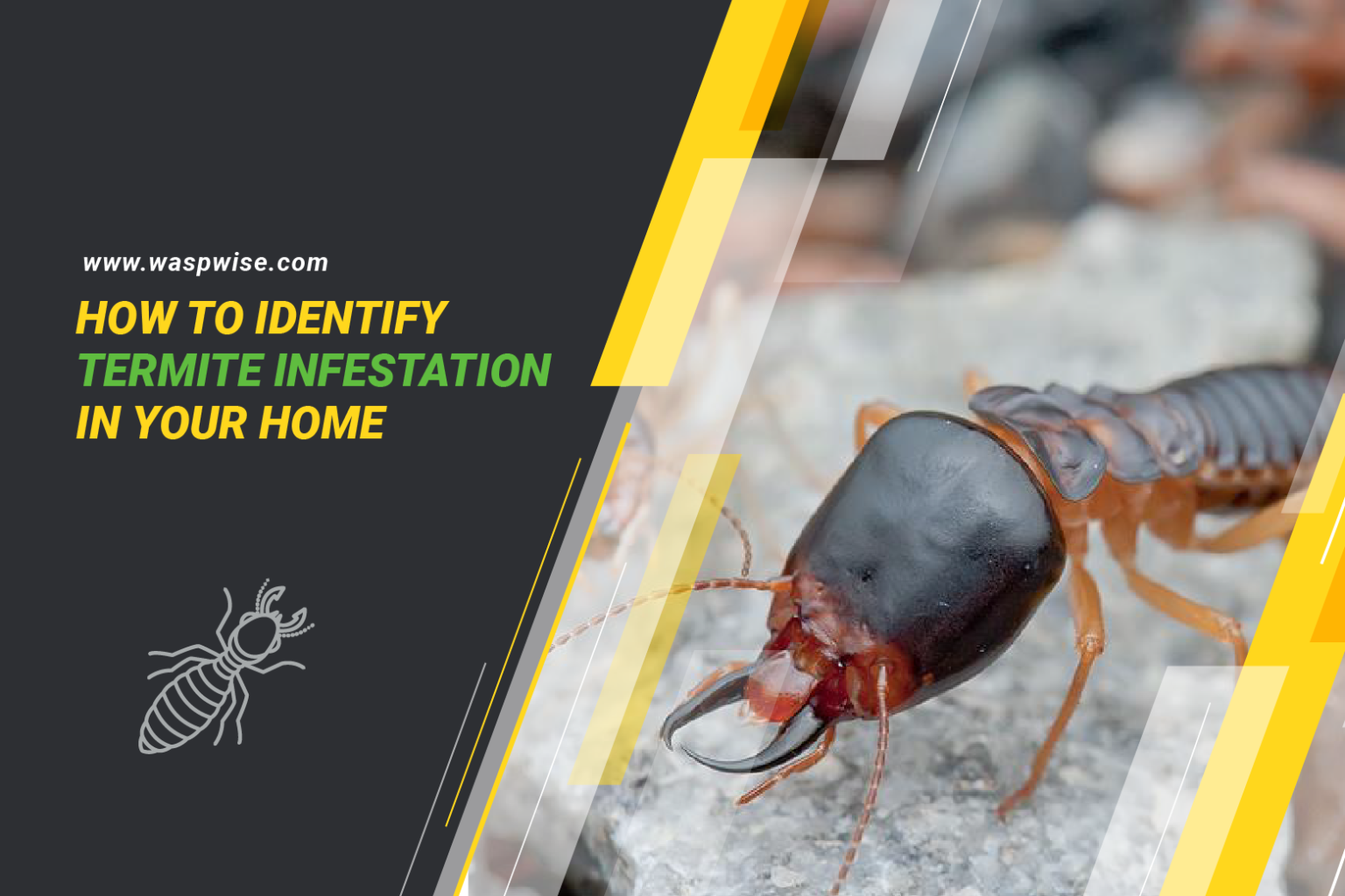 How To Identify Termite Infestation In Your Home