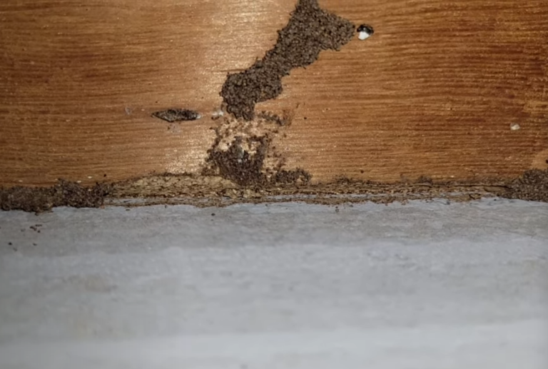 How To Identify Termite Infestation In Your Home