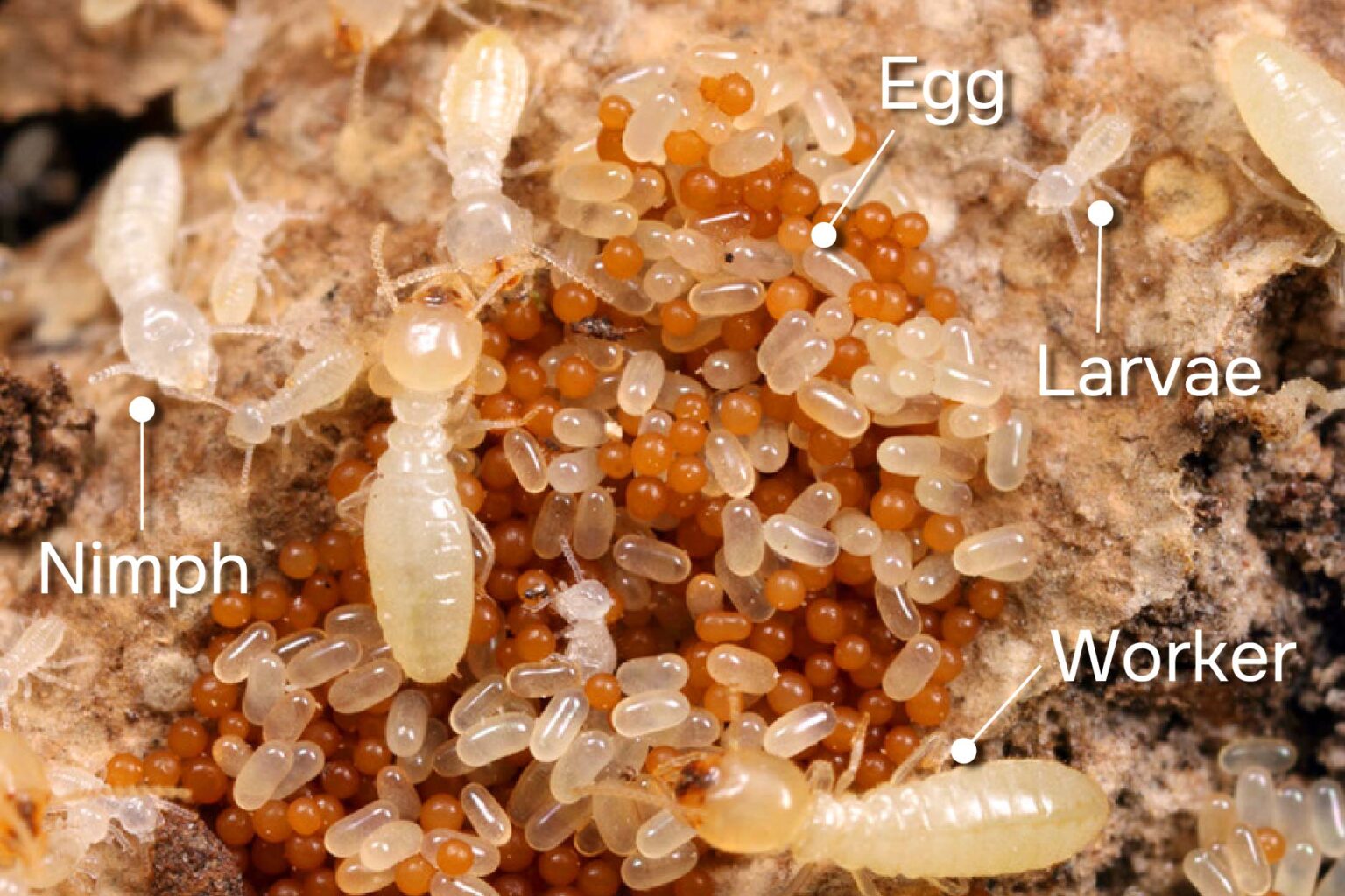 From Egg To Adult: The Fascinating Development Of Baby Termites
