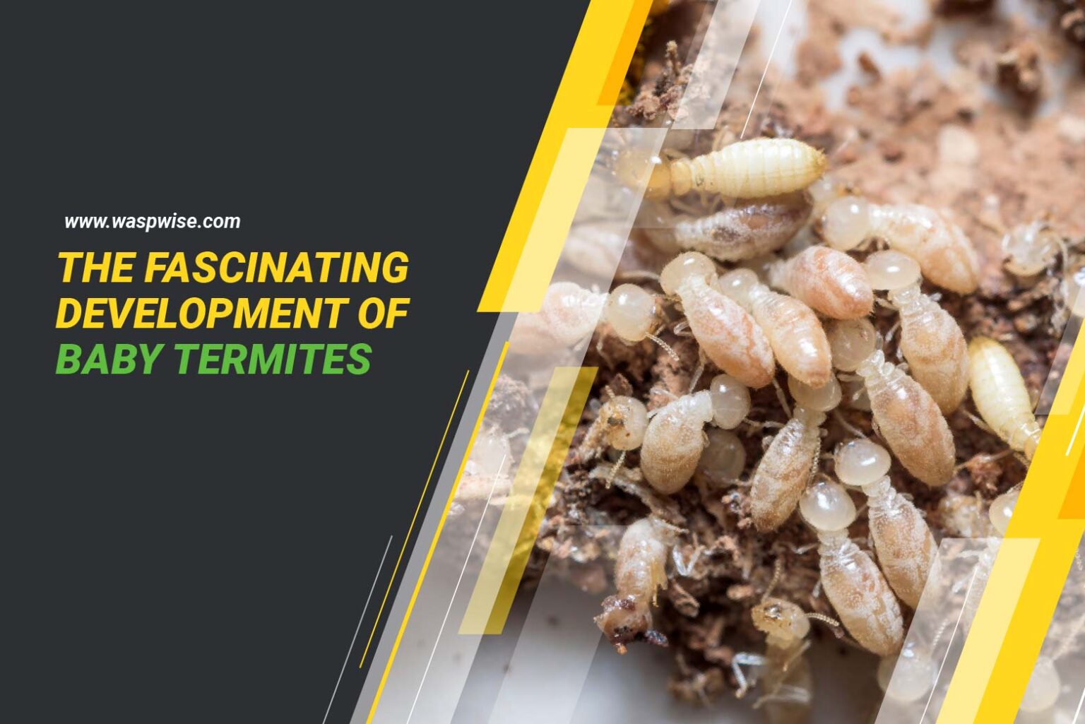 From Egg To Adult: The Fascinating Development Of Baby Termites