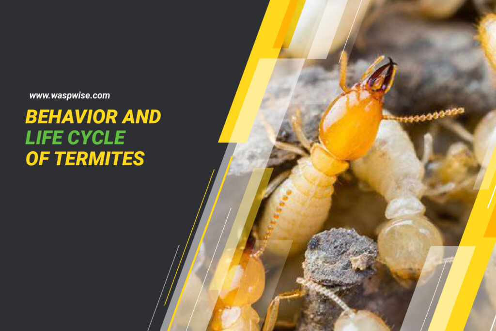 Behavior and Life Cycle of Termites