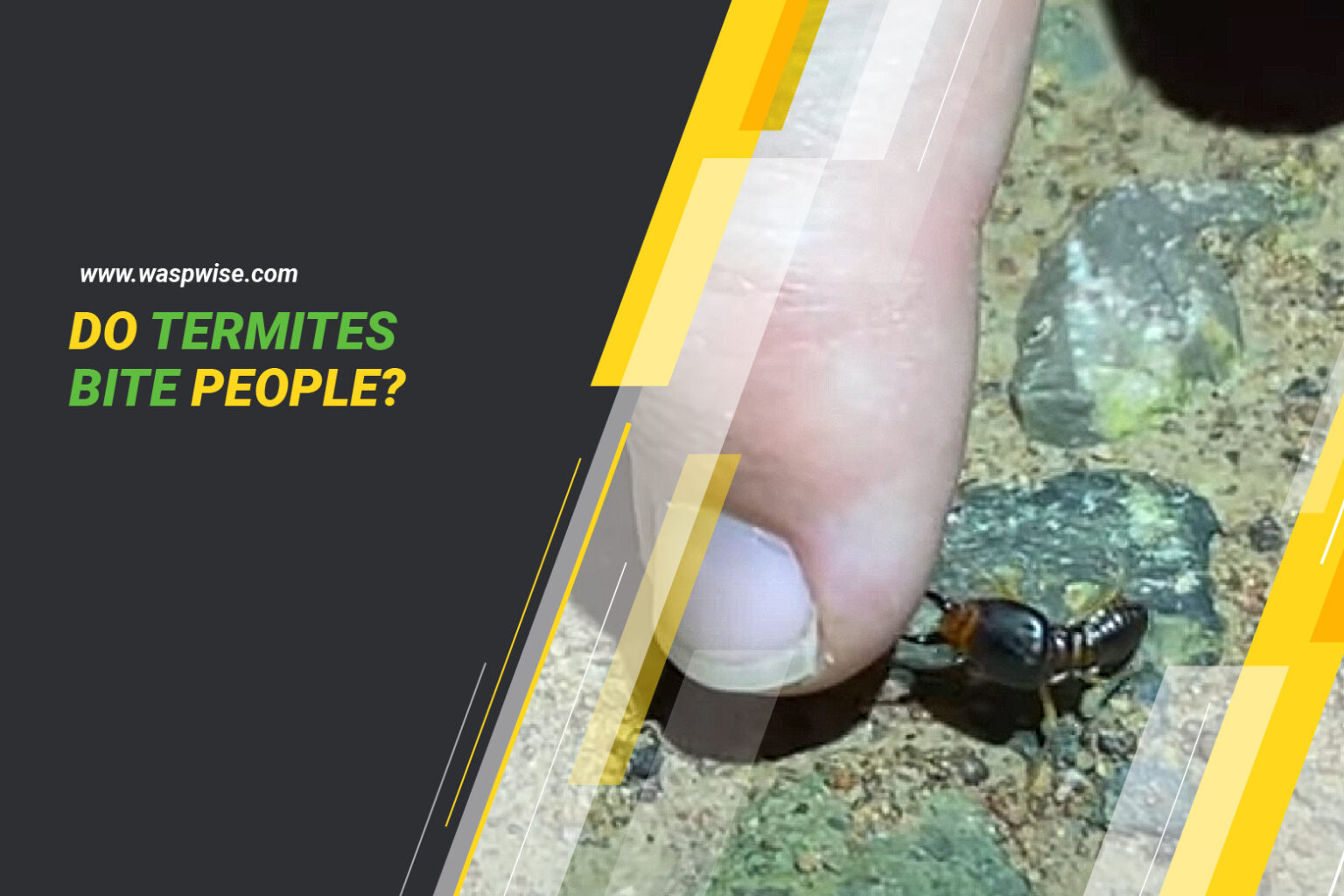 Do Termites Bite People? What do you need to know?