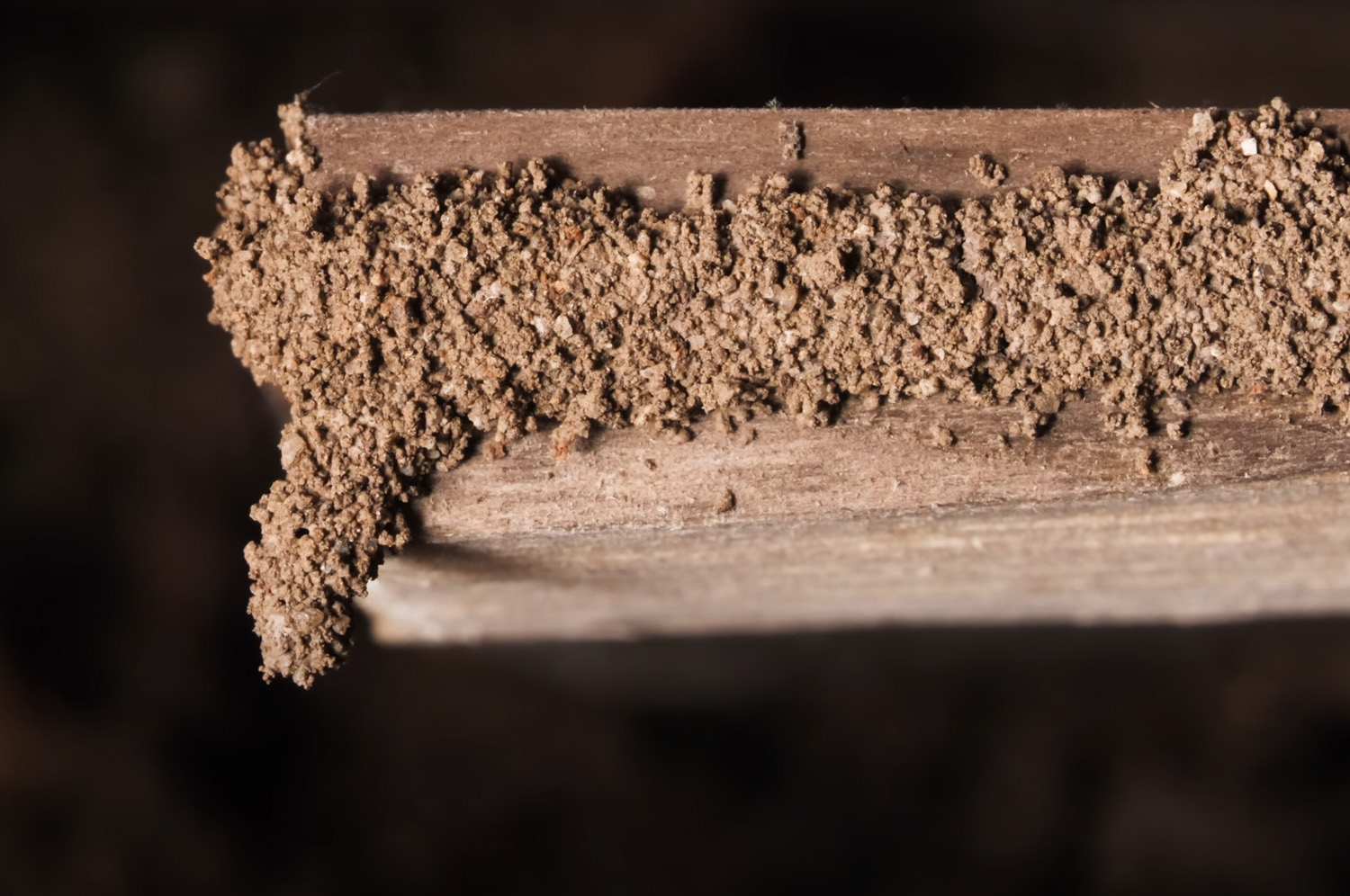 Behavior and Life Cycle of Termites