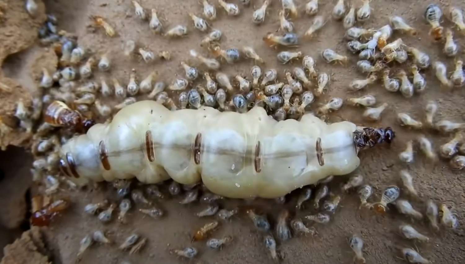 Role of Termite Queens in Colo