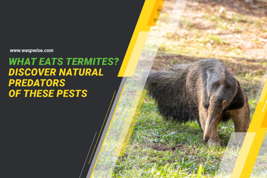 IDENTIFYING PEST DROPPINGS: WHAT THEY LOOK LIKE AND WHAT THEY MEAN - WaspWise