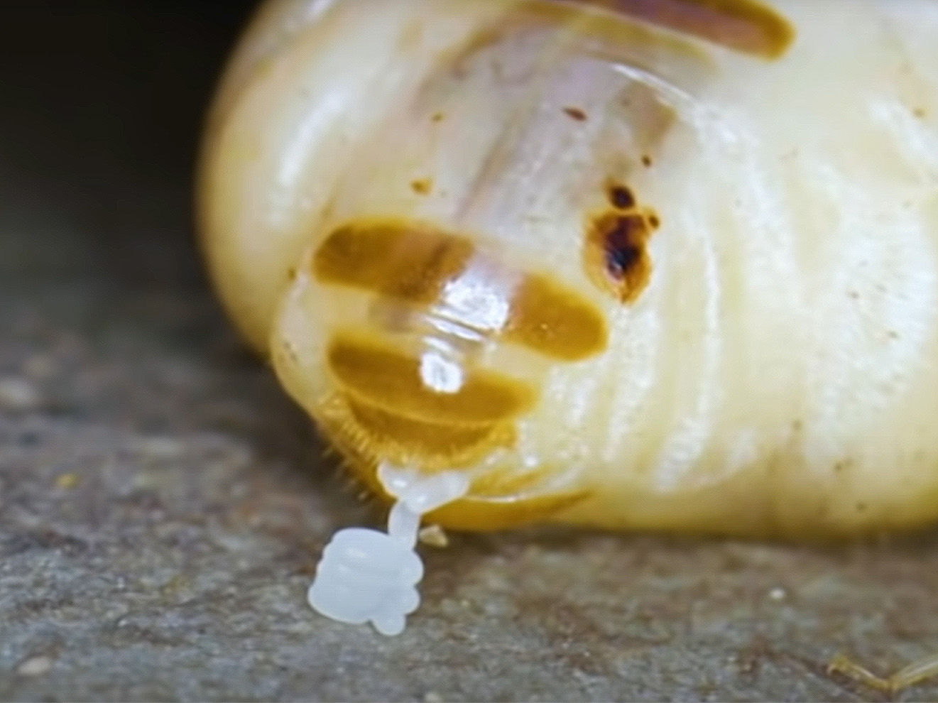 Role of Termite Queens in Colo