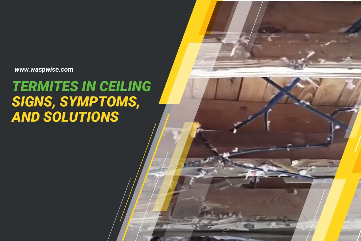 Termites in Ceiling: Signs, Symptoms, and Solutions
