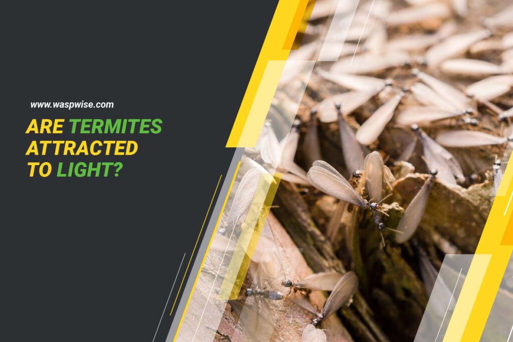 Are Termites Attracted To Light? Understanding The Connection