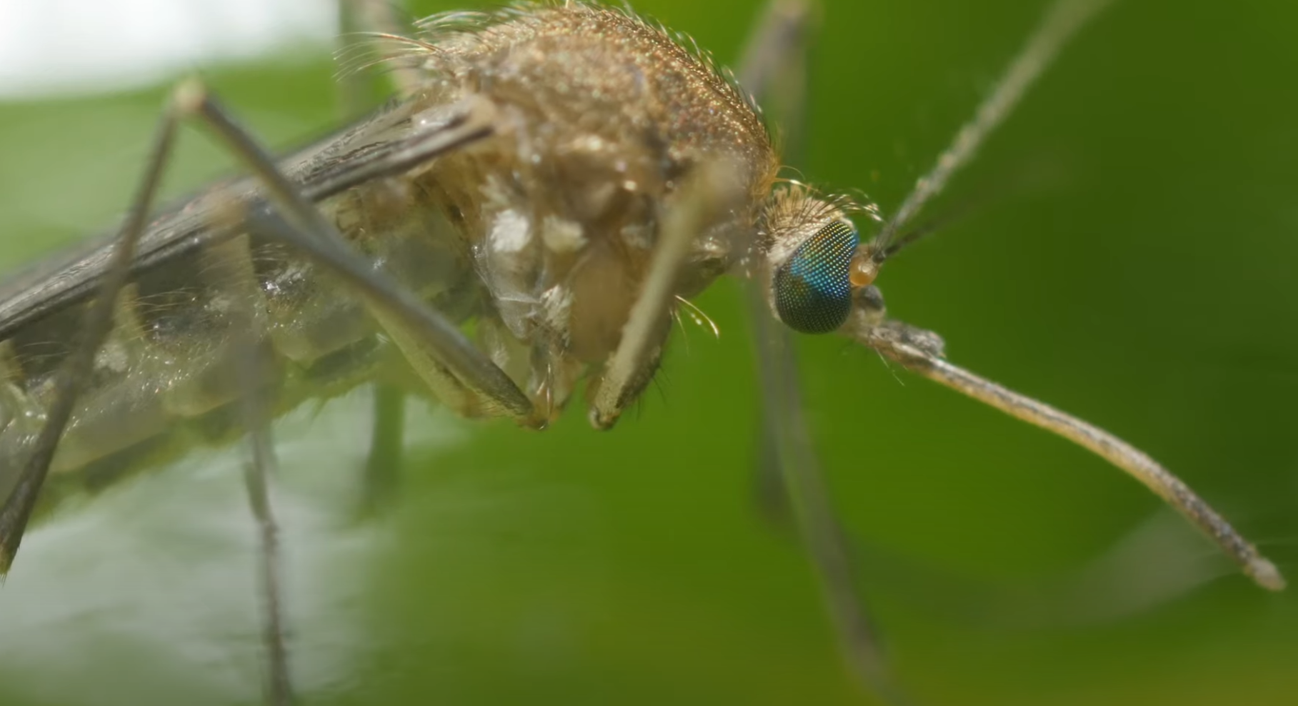 Your Guide to Identifying, Treating, Preventing Mosquito Infestations