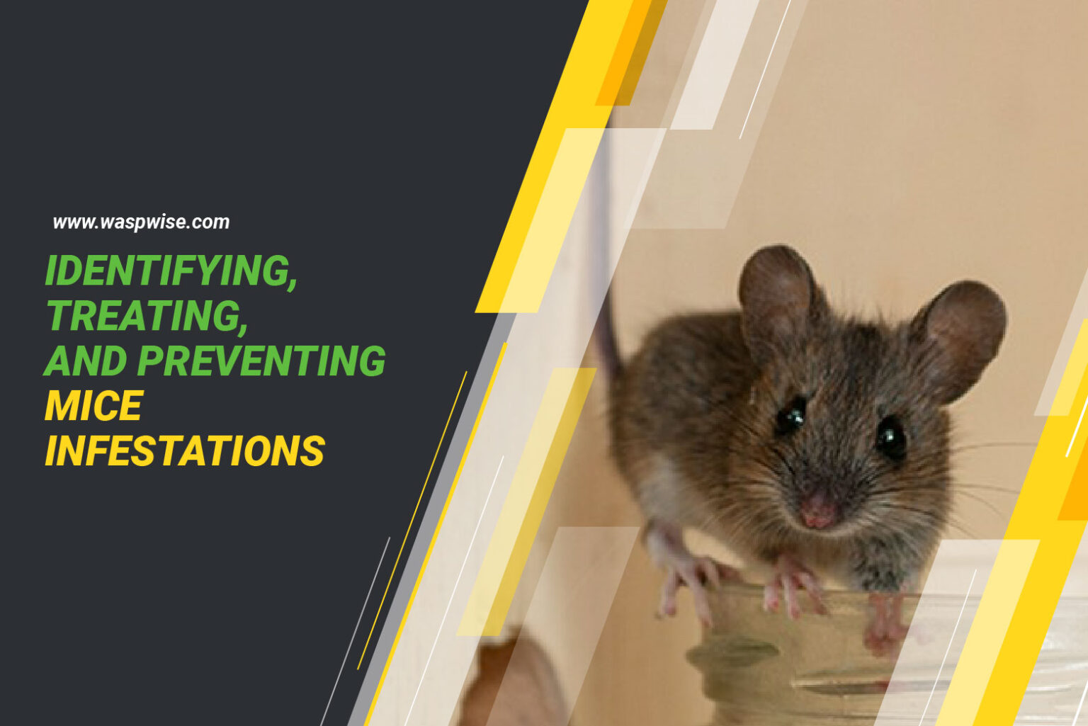 Identifying, Treating, and Preventing Mice Infestation