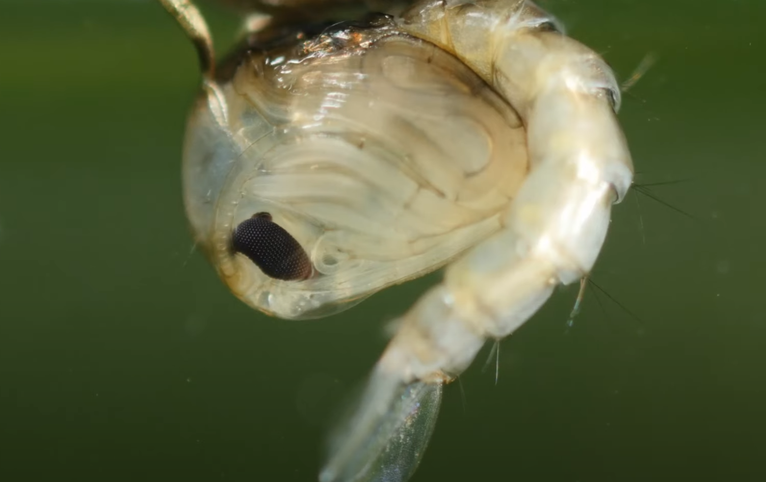 Your Guide to Identifying, Treating, Preventing Mosquito Infestations