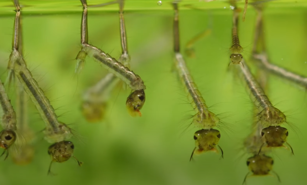 Your Guide to Identifying, Treating, Preventing Mosquito Infestations
