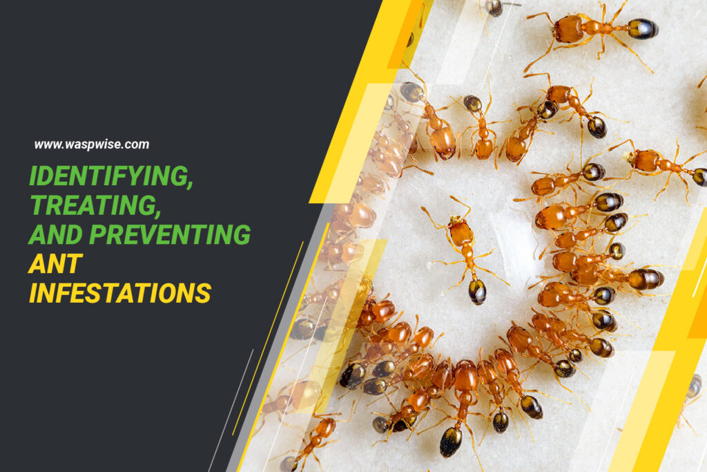 Your Guide to Preventing and Treating Ant Infestation